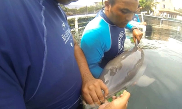 Home - IMATA - International Marine Animal Trainer's Association