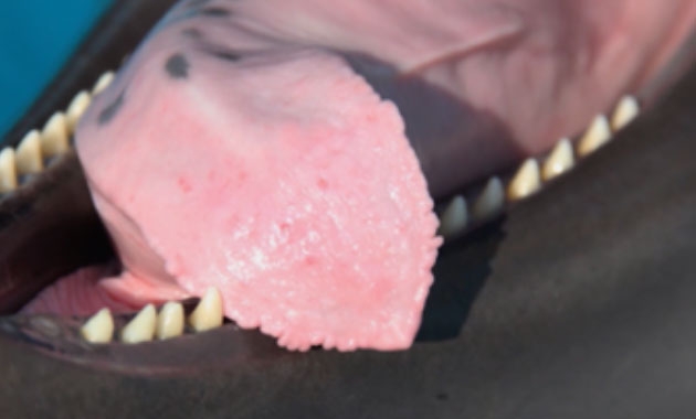 Home - IMATA - International Marine Animal Trainer's Association