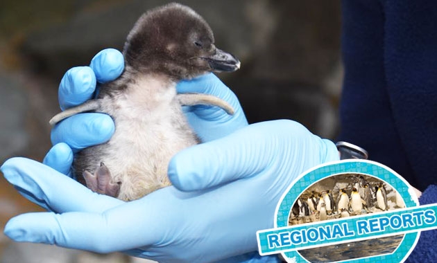 Home - IMATA - International Marine Animal Trainer's Association