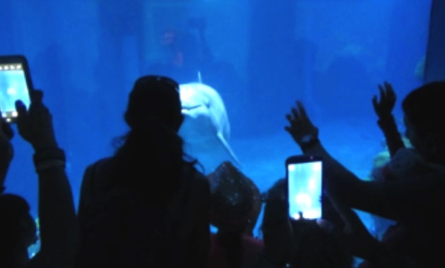 Home - IMATA - International Marine Animal Trainer's Association