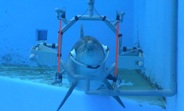 Home - IMATA - International Marine Animal Trainer's Association