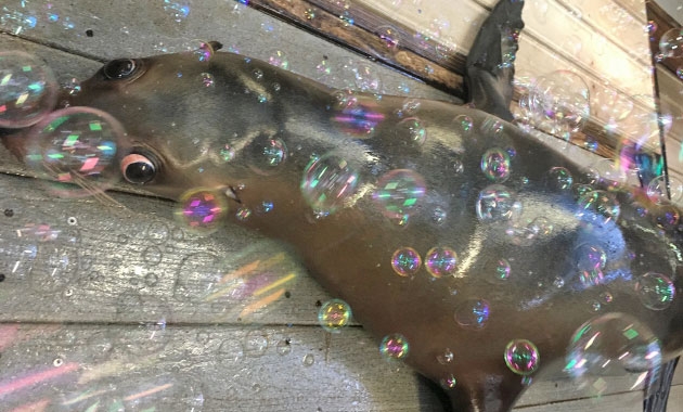 Home - IMATA - International Marine Animal Trainer's Association