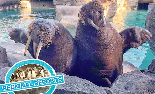 Home - IMATA - International Marine Animal Trainer's Association