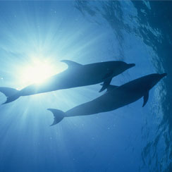 Home - IMATA - International Marine Animal Trainer's Association